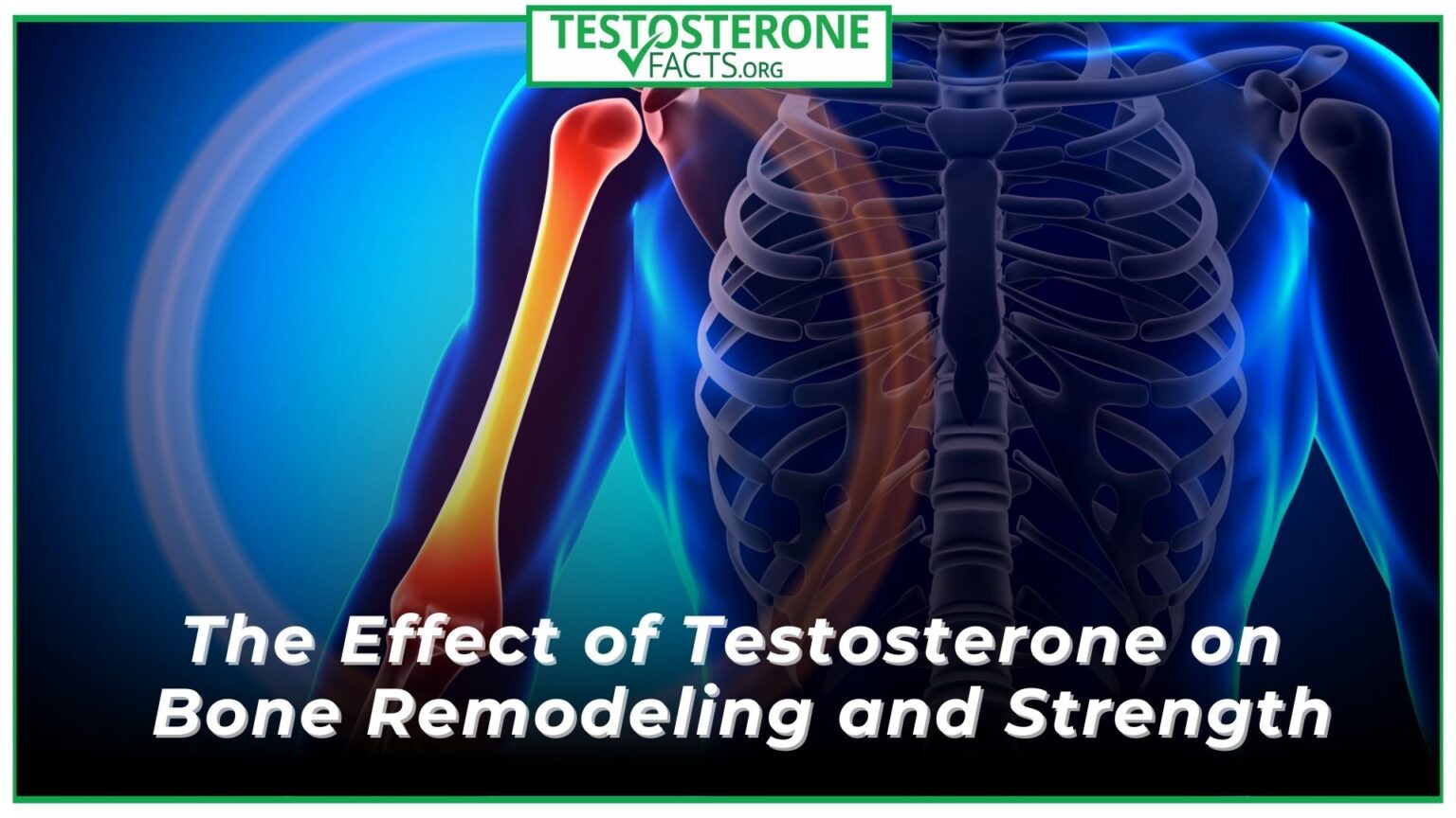 The Effect of Testosterone on Bone Remodeling and Strength ...