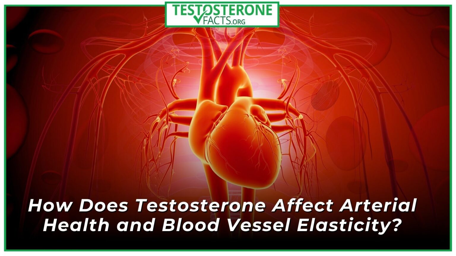 Testosterone's Affect on Arterial Health and Blood Vessel Elasticity?